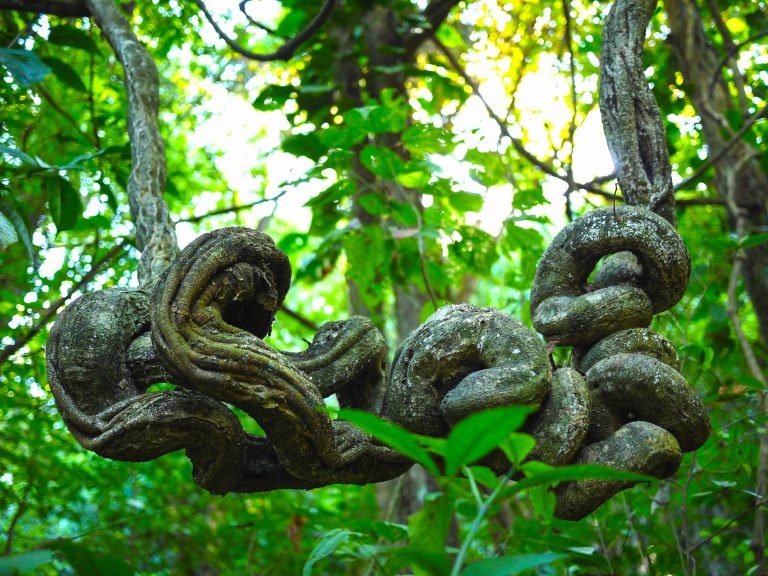 RESERVA NATURAL ABSOLUTA CABO BLANCO « Visit Costa Rica