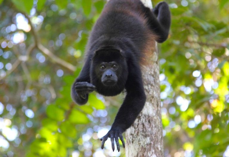 RESERVA NATURAL ABSOLUTA CABO BLANCO « Visit Costa Rica