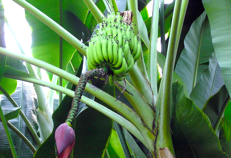 LE BANANE DELLA COSTA RICA « Visit Costa Rica