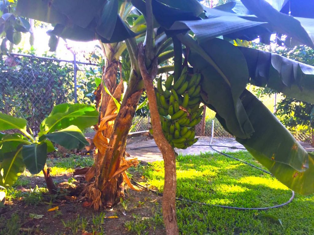 LE BANANE DELLA COSTA RICA « Visit Costa Rica