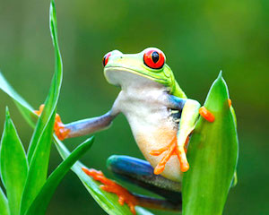 costa-rican-frog « Visit Costa Rica