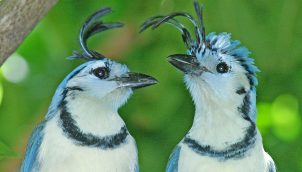 Magpie-jay « Visit Costa Rica