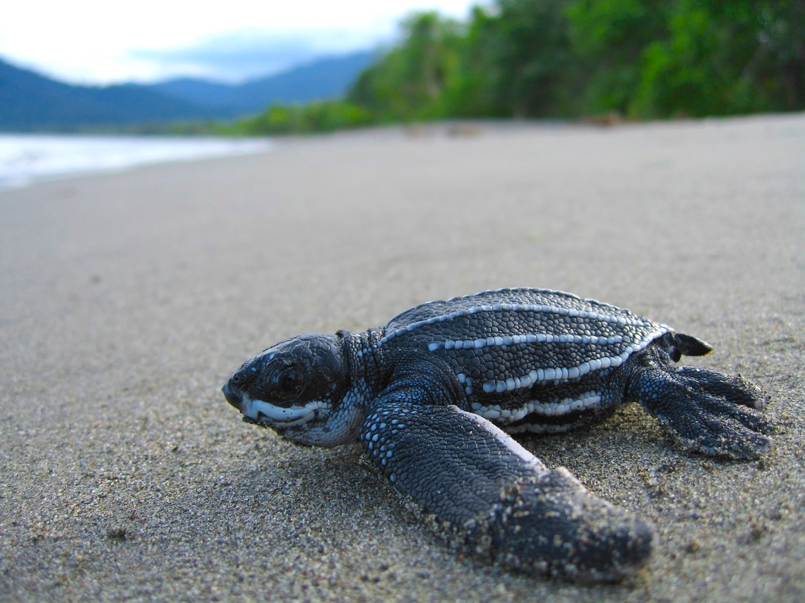 piccola-tartaruga « Visit Costa Rica